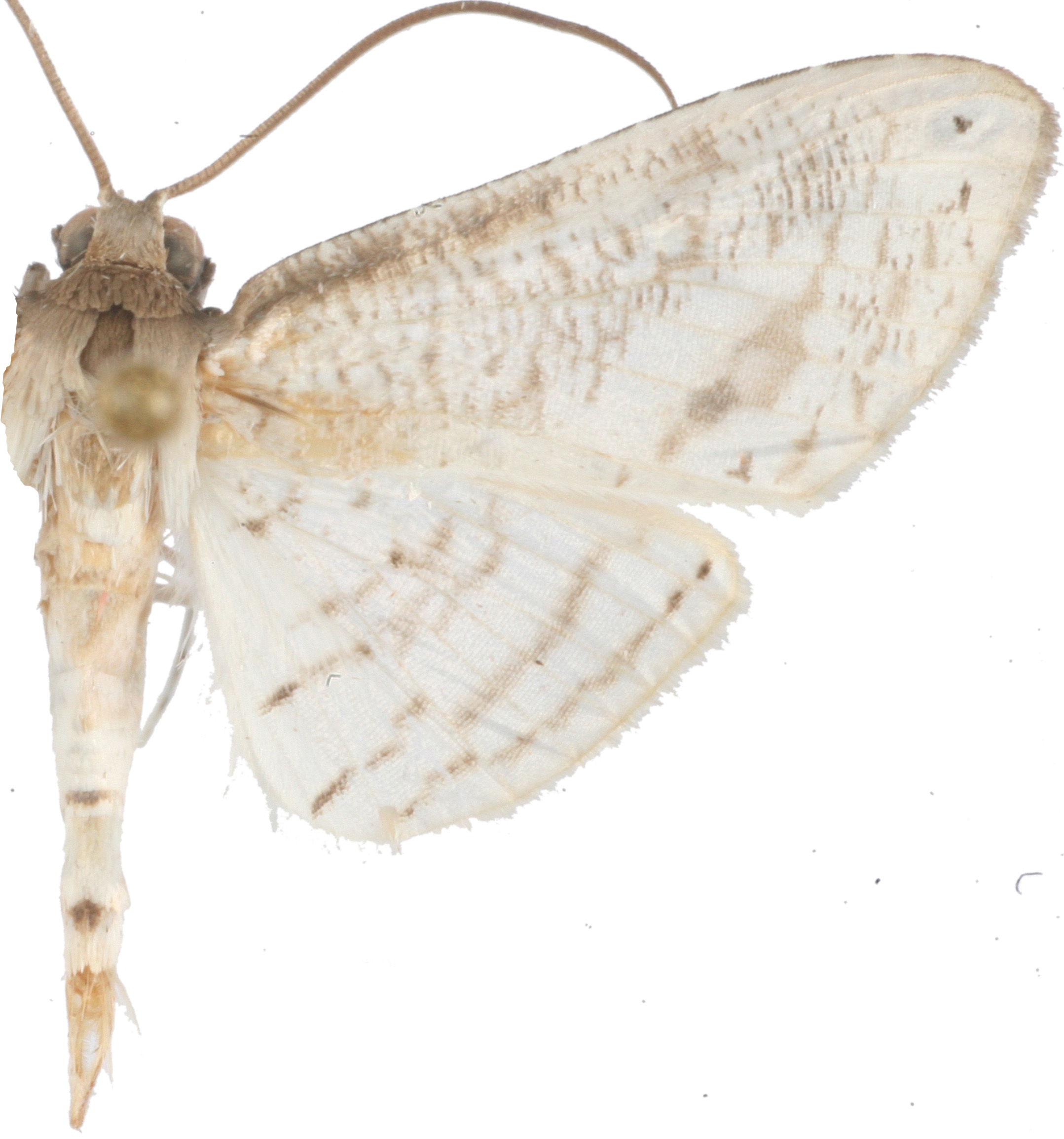 Calindoea anticalis Walker [1866] 1865; Plate 2 | Calindoea | Pyralids ...