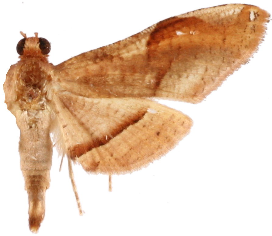 Calindoea elongatalis Hampson1897；Plate 2 Not Borneo | Calindoea ...