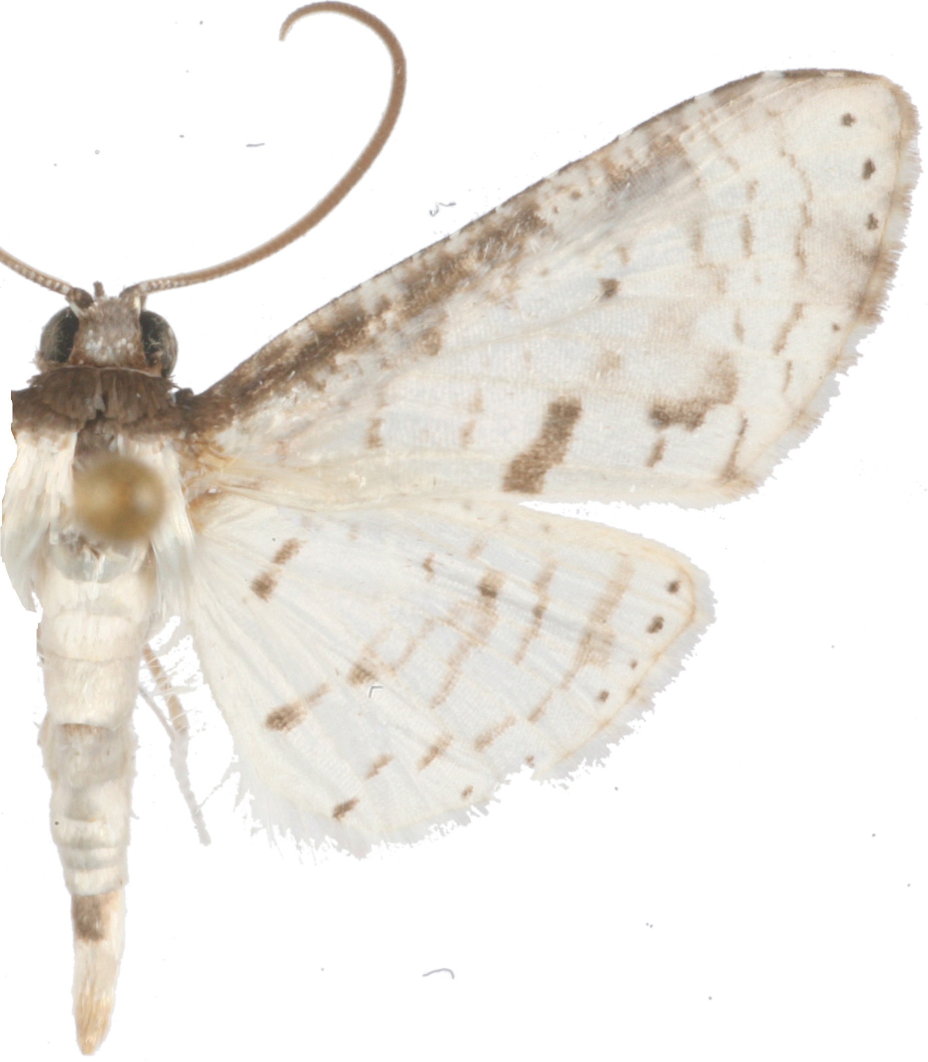 Calindoea hypargyra Hampson 1893；Plate 2RTS #416 | Calindoea | Pyralids ...