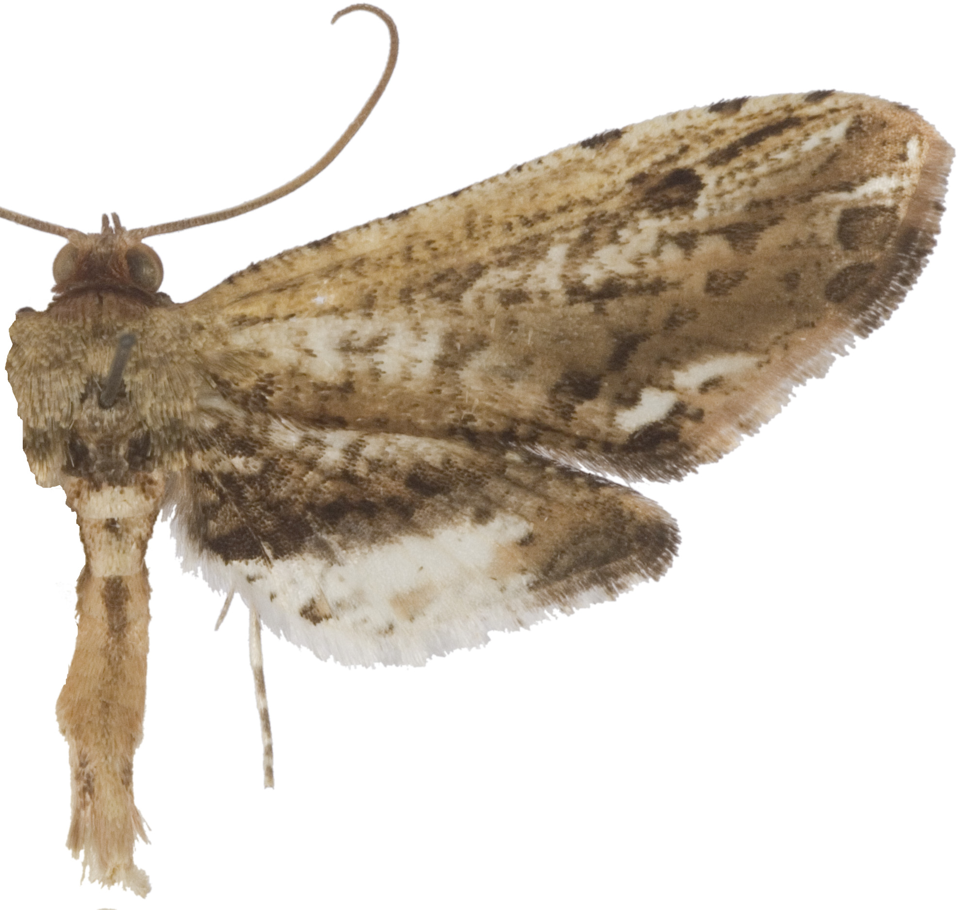 Calindoea sp. 10；Plate 3 Not Borneo | Calindoea | Pyralids of Borneo ...