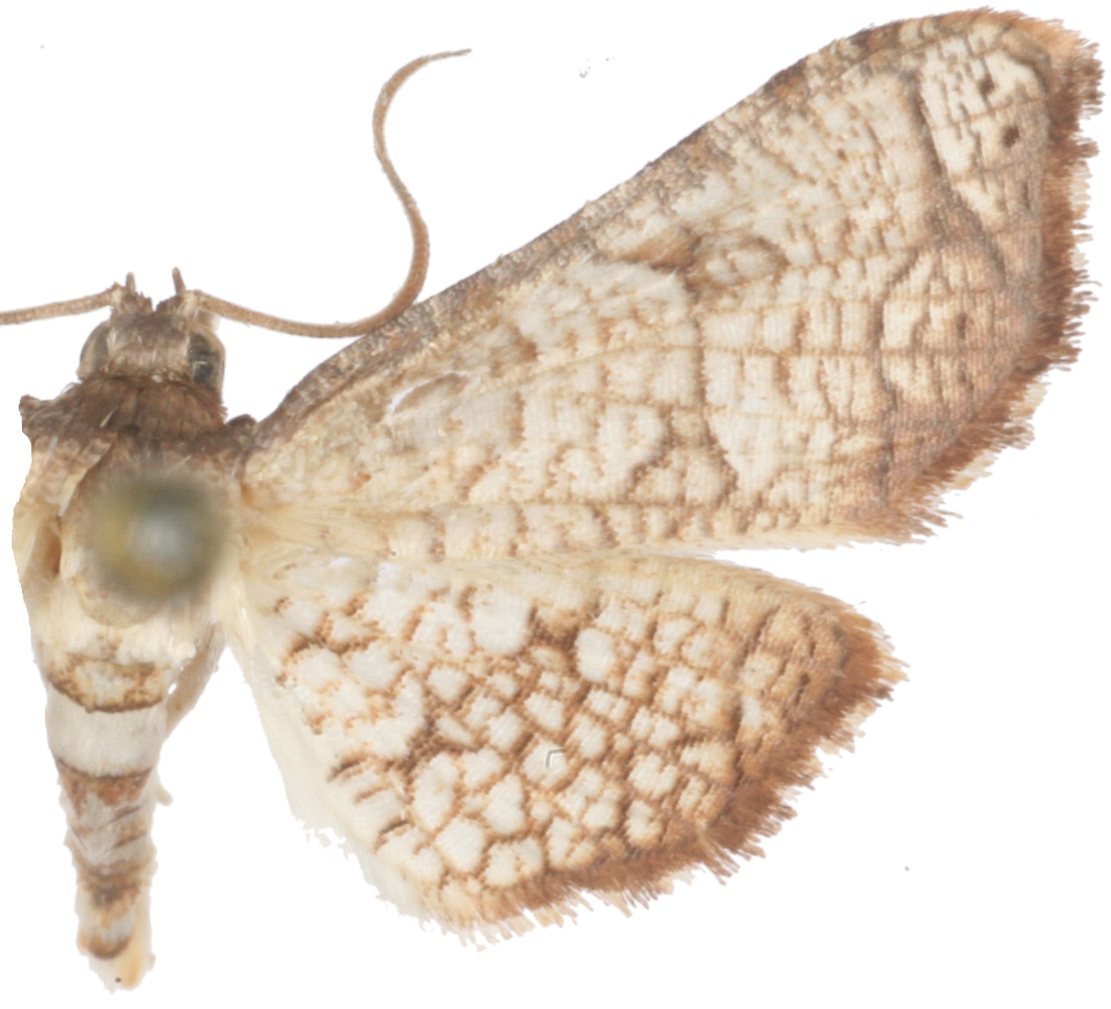 Hypolamprus bracteata Hampson 1893；Plate 5 | Hypolamprus | Pyralids of ...