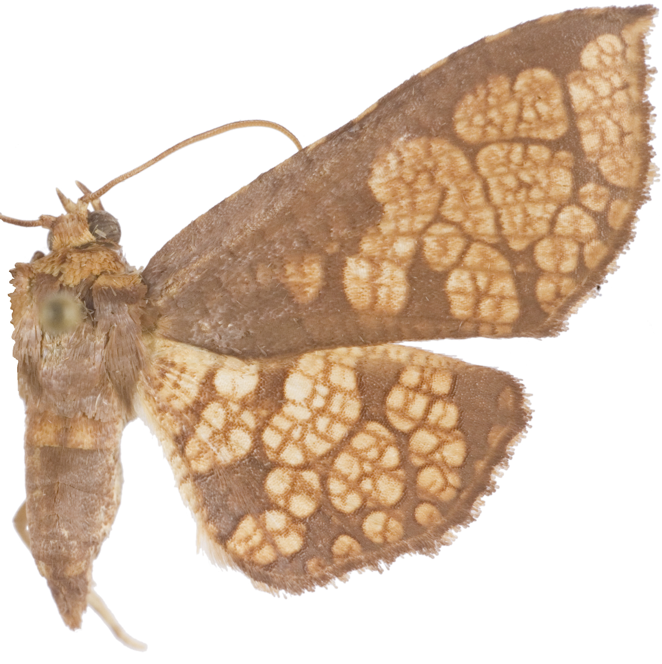 Hypolamprus illustrata Warren 1908; Plate 5 | Hypolamprus | Pyralids of ...