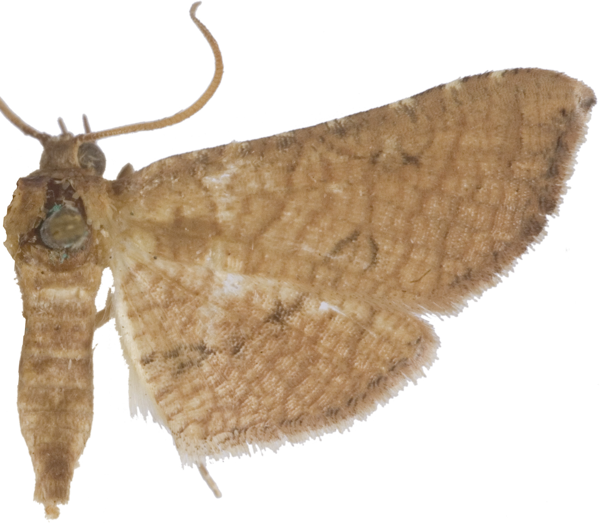 Hypolamprus striatalis Swinhoe, 1886 | Hypolamprus | Pyralids of Borneo ...