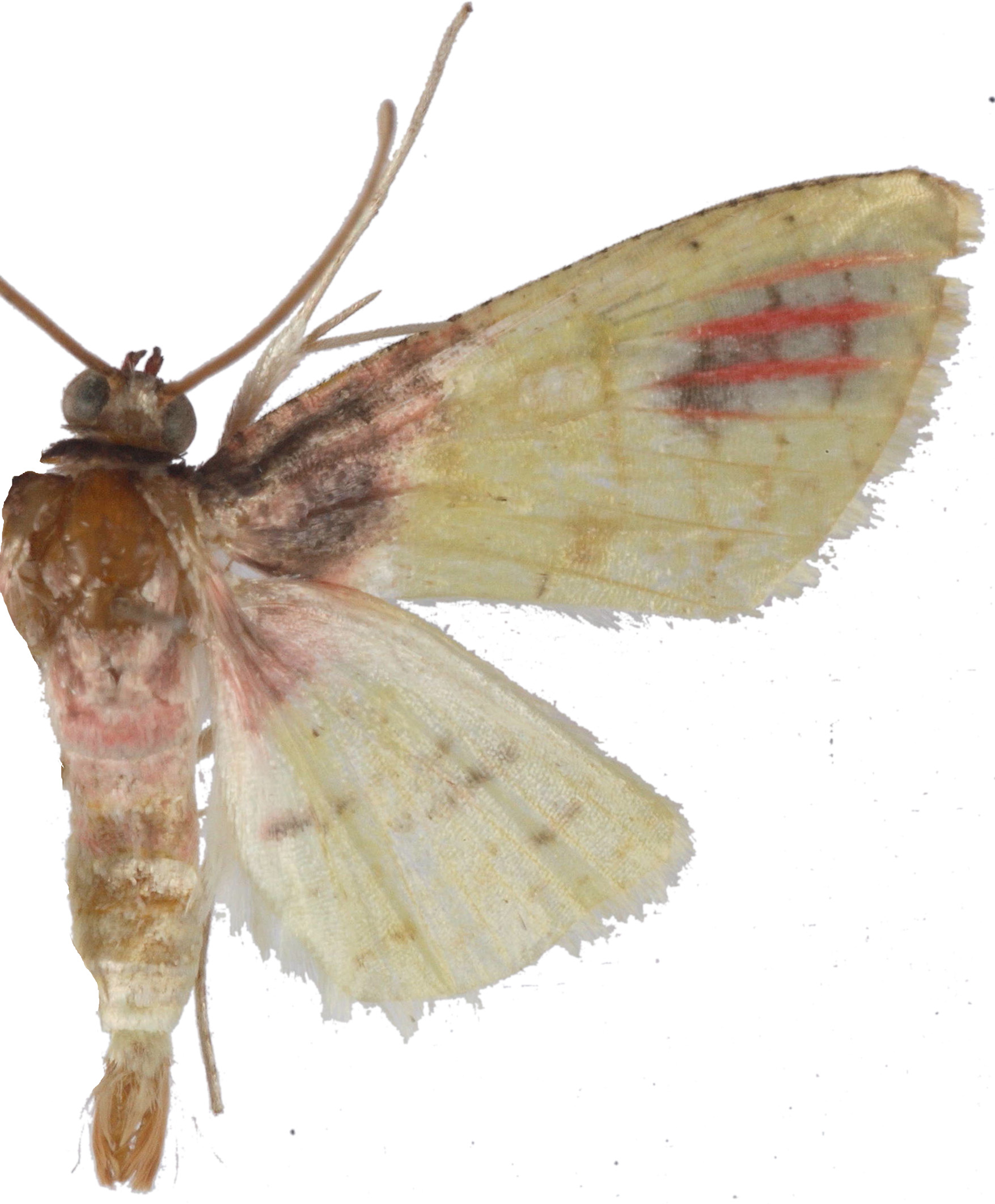 Rhodoneura sulphurea Warren 1898 ； Plate 2 | Rhodoneura | Pyralids of ...