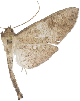 Calindoea | Main-page | Pyralids of Borneo (including the Thyridoidea)