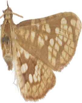 Collinsa cellulata Warren 1908; Plate 3 Not Borneo | Collinsa ...