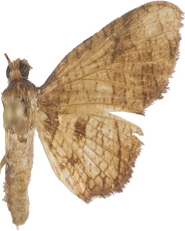 Hypolamprus | Main-page | Pyralids of Borneo (including the Thyridoidea)