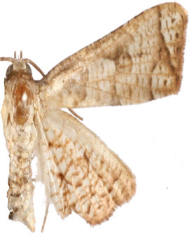 Hypolamprus | Main-page | Pyralids of Borneo (including the Thyridoidea)