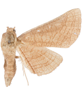 Hypolamprus | Main-page | Pyralids of Borneo (including the Thyridoidea)