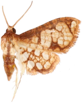 Hypolamprus | Main-page | Pyralids of Borneo (including the Thyridoidea)