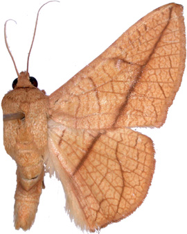 Telchines | Main-page | Pyralids of Borneo (including the Thyridoidea)