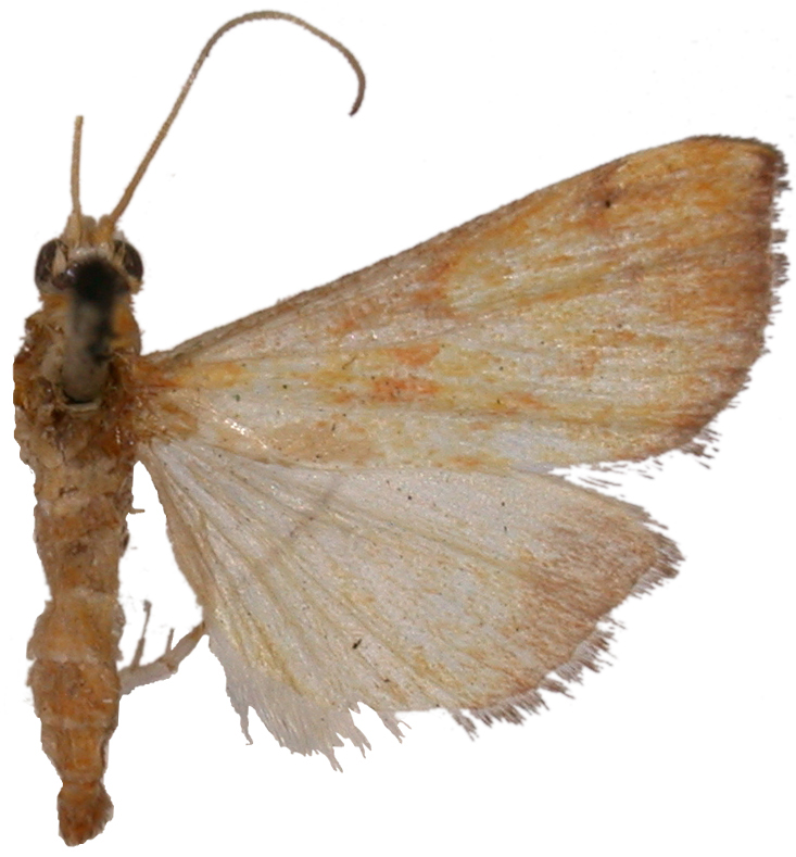 ignealis | AUTOCHARIS Swinhoe | Pyralids of Borneo (including the ...