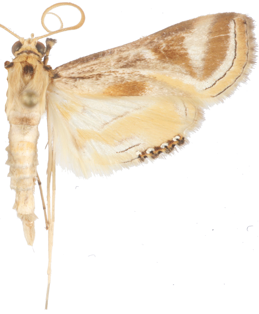 mormodes | EOÖPHYLA Swinhoe | Pyralids of Borneo (including the ...